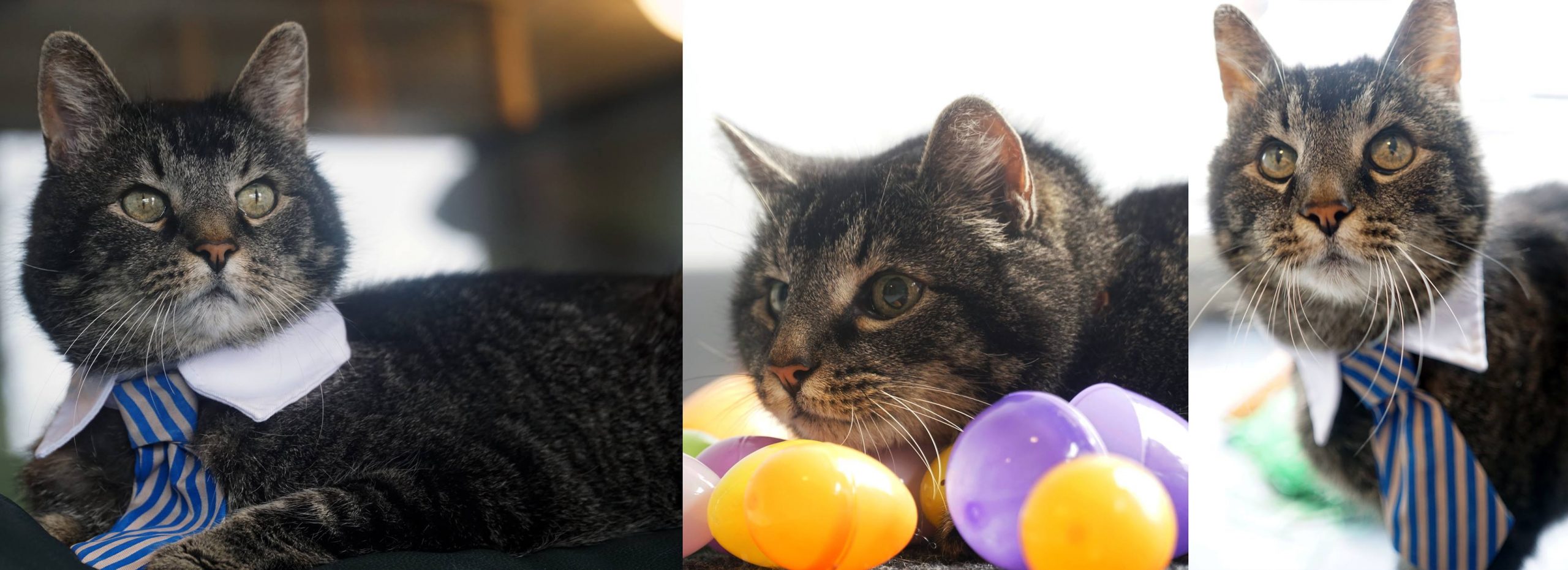 Home - Fur Animal Rescue