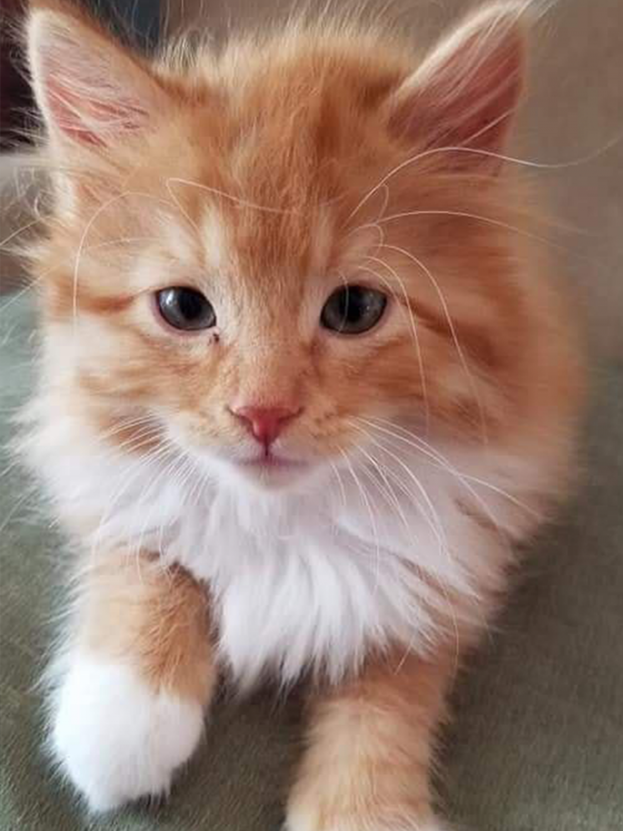 Home - Fur Animal Rescue